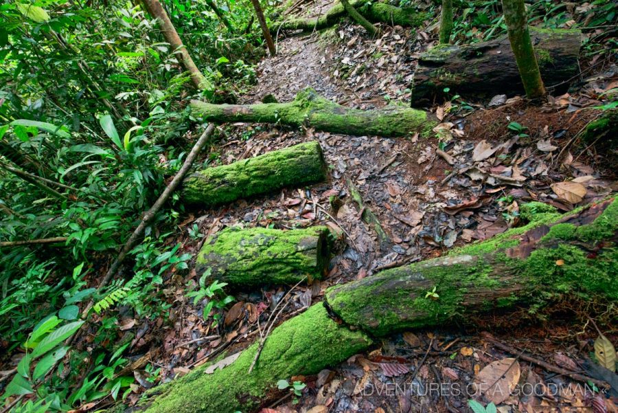 Transformation in the Amazon Rainforest » Greg Goodman: Photographic ...
