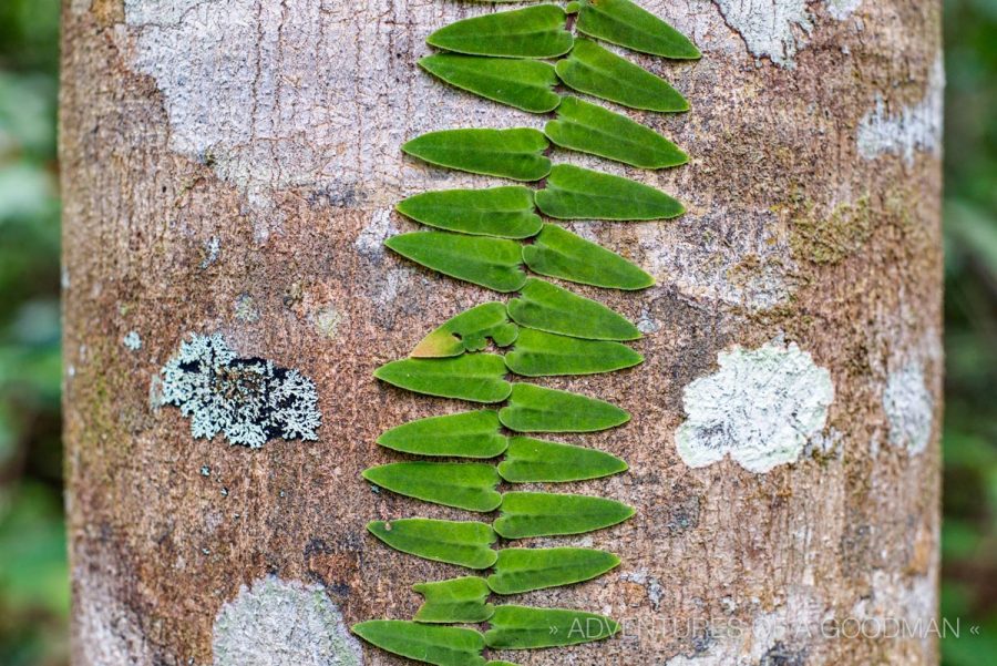 Transformation in the Amazon Rainforest » Greg Goodman: Photographic ...