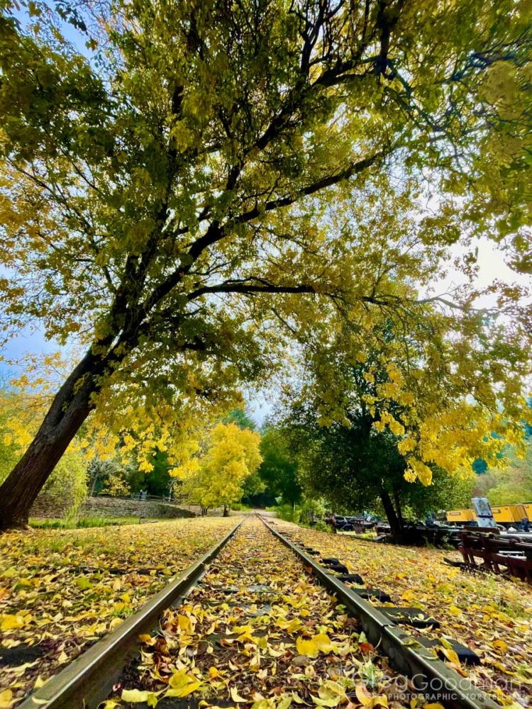 A Canopy of Yellow and Steel • Train Photography in Felton, CA